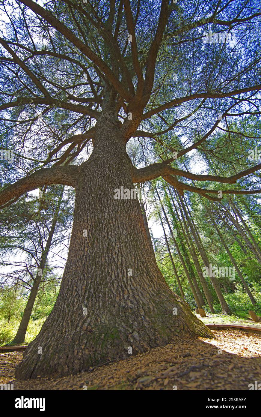 France, Gard department, tree, Cedar of Lebanon (Cedrus libani ...