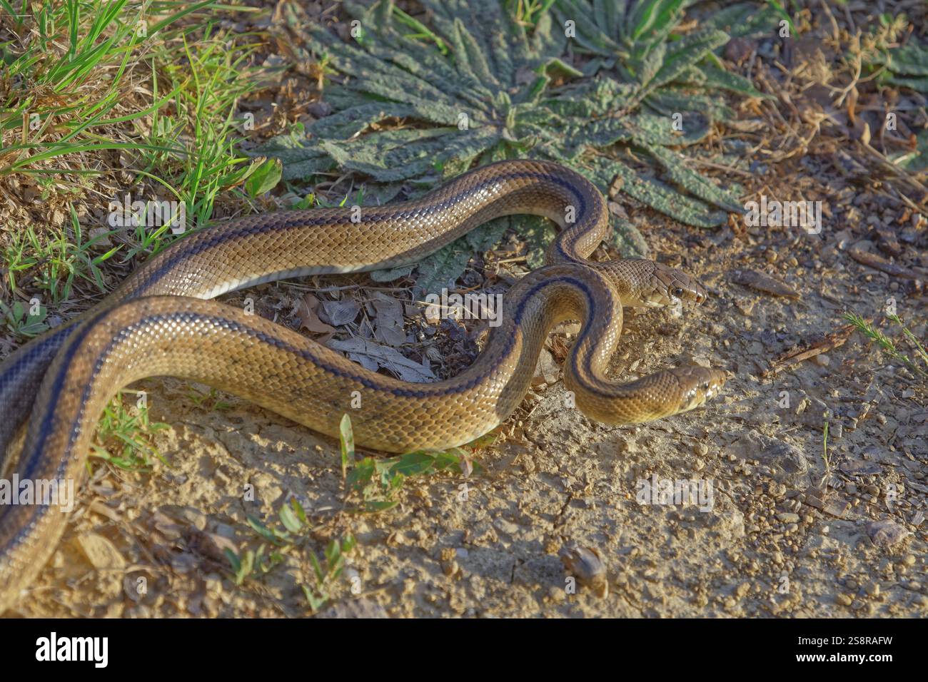 France, Gard department, Montpellier snakes, mating of two twisted ...