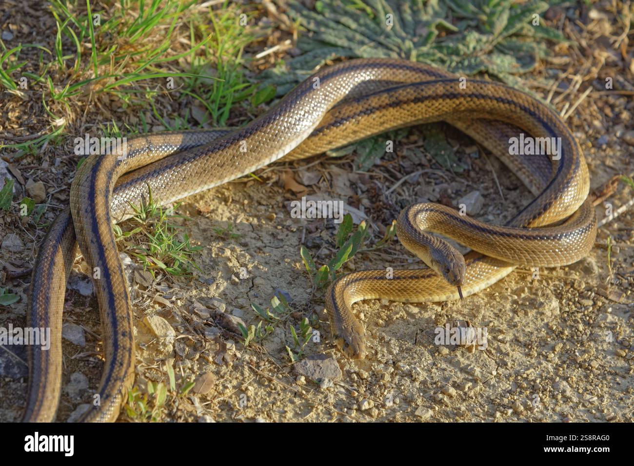 France, Gard department, Montpellier snakes, mating of two twisted ...