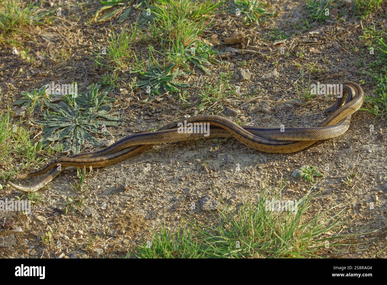France, Gard department, Montpellier snakes, mating of two twisted ...