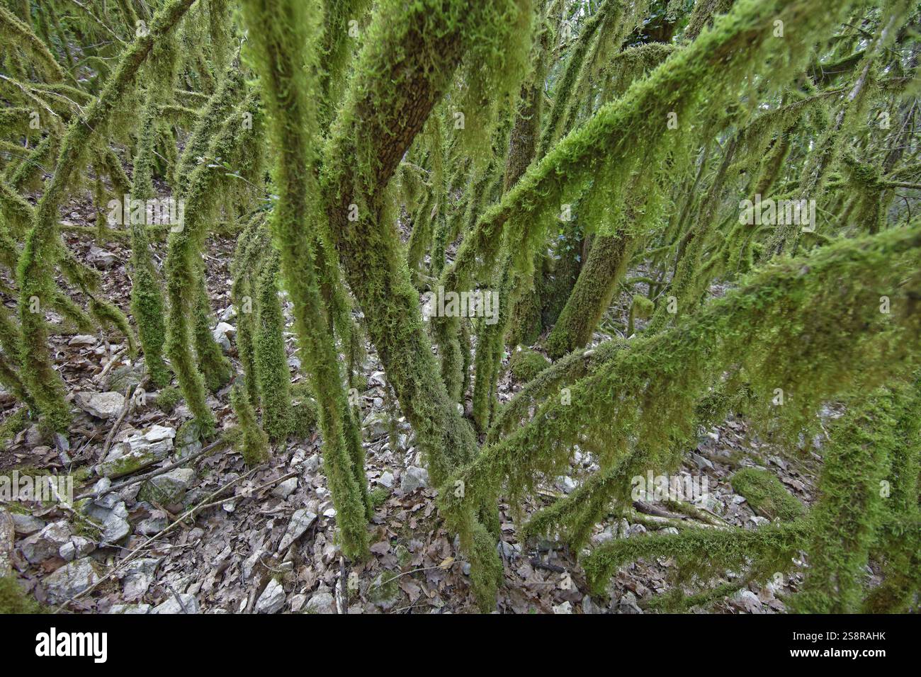 France, Gard department, Méjannes-le-Claps, garigue, Gorges de la Cèze ...