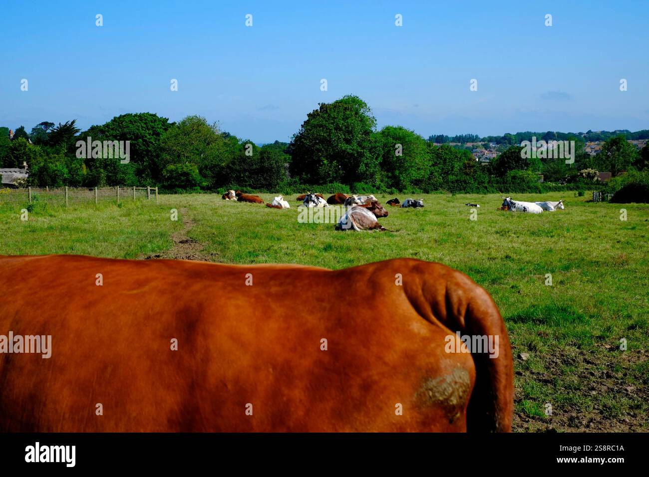 Rear end of cow diptych Stock Photo - Alamy