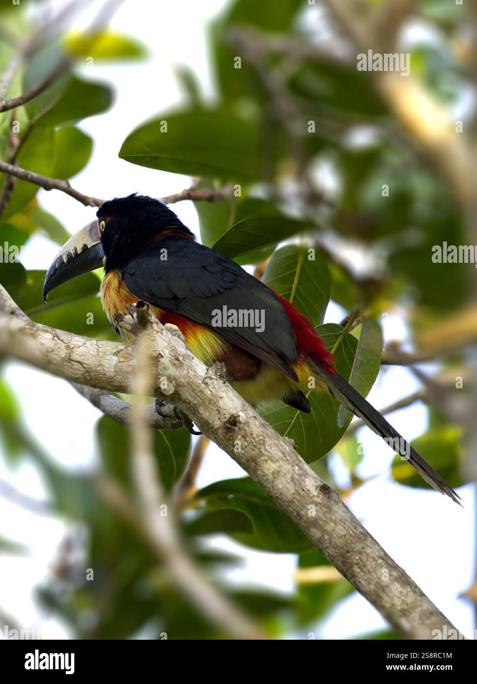 Collared Arcari in the Tikal Forest, Guatemala Stock Photo - Alamy