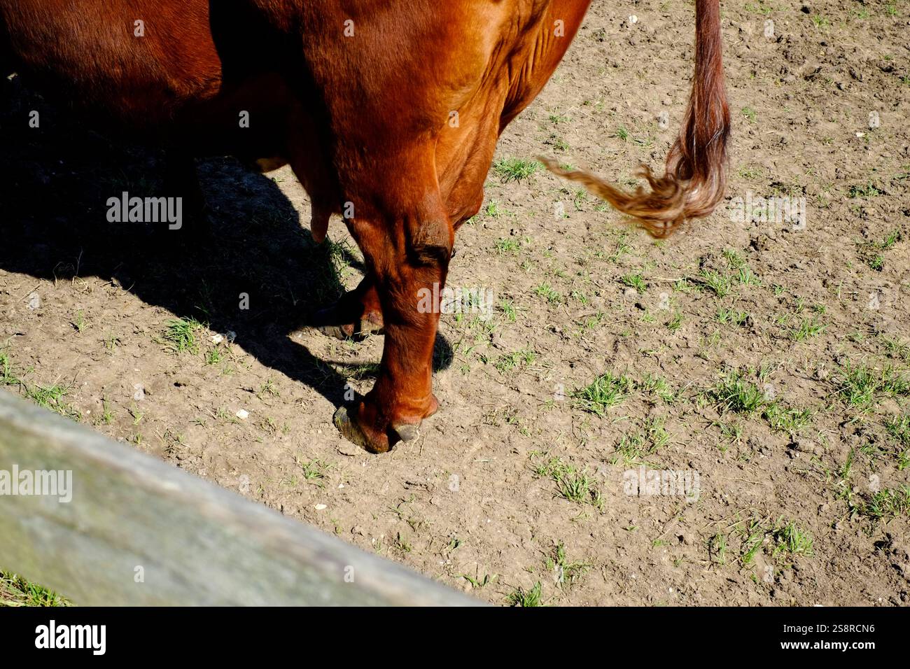 Rear legs of a cow Stock Photo - Alamy