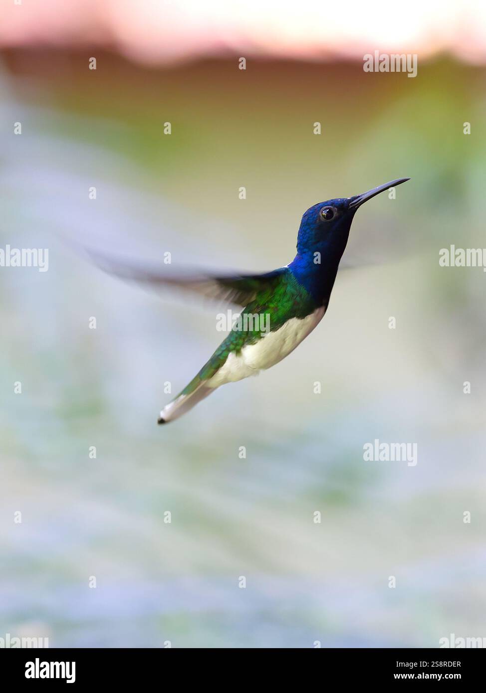 Hummingbird in Mountain Pine Ridge Forest Reserve, Belize Stock Photo ...