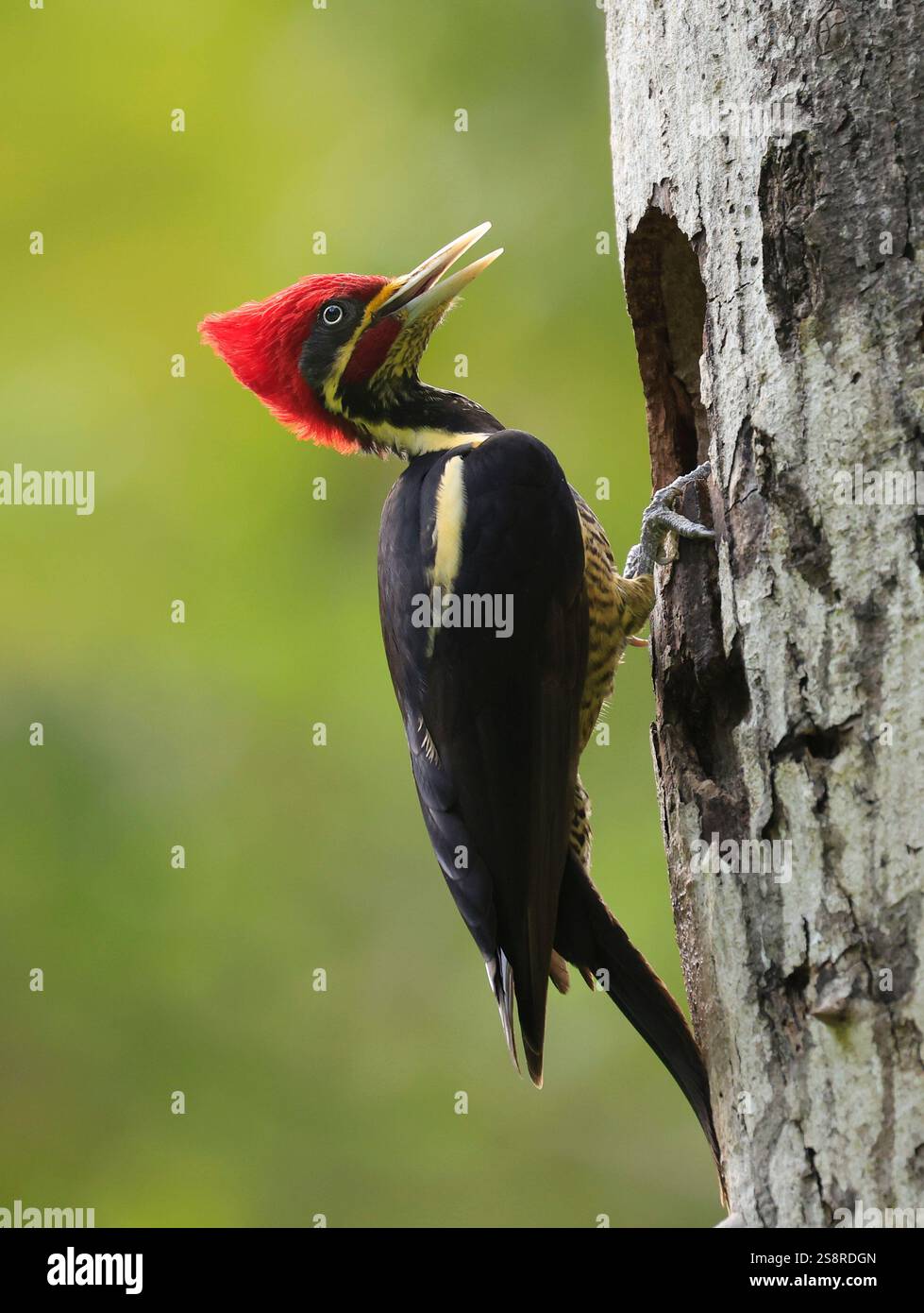 Lineated woodpecker on a trunk hi-res stock photography and images - Alamy