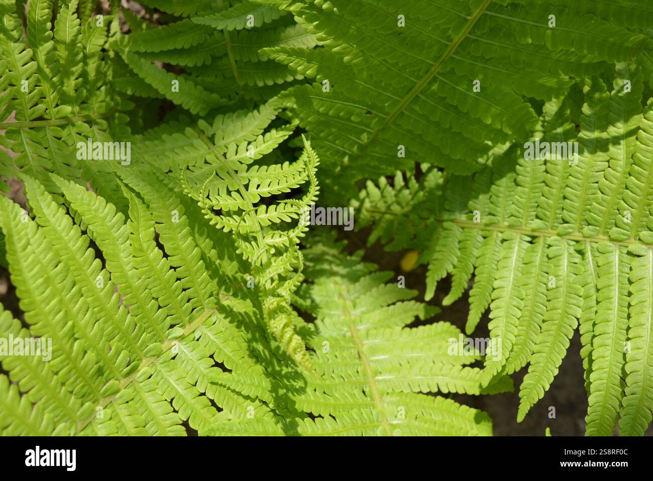 Bright green background, large fern leaves, fern bushes illuminated by ...