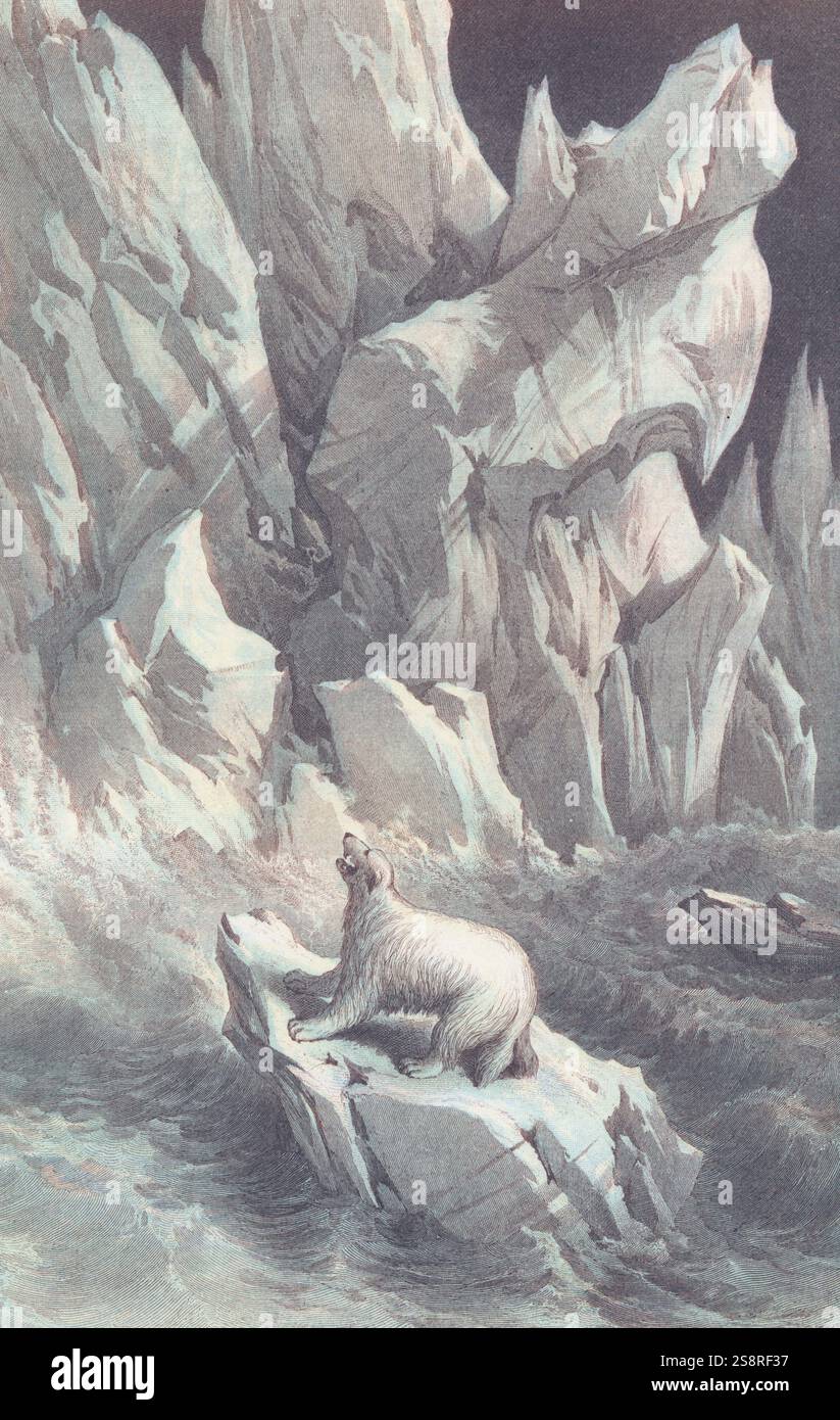Polar bear in danger as iceberk breaks up. Illustation c1890 Stock ...
