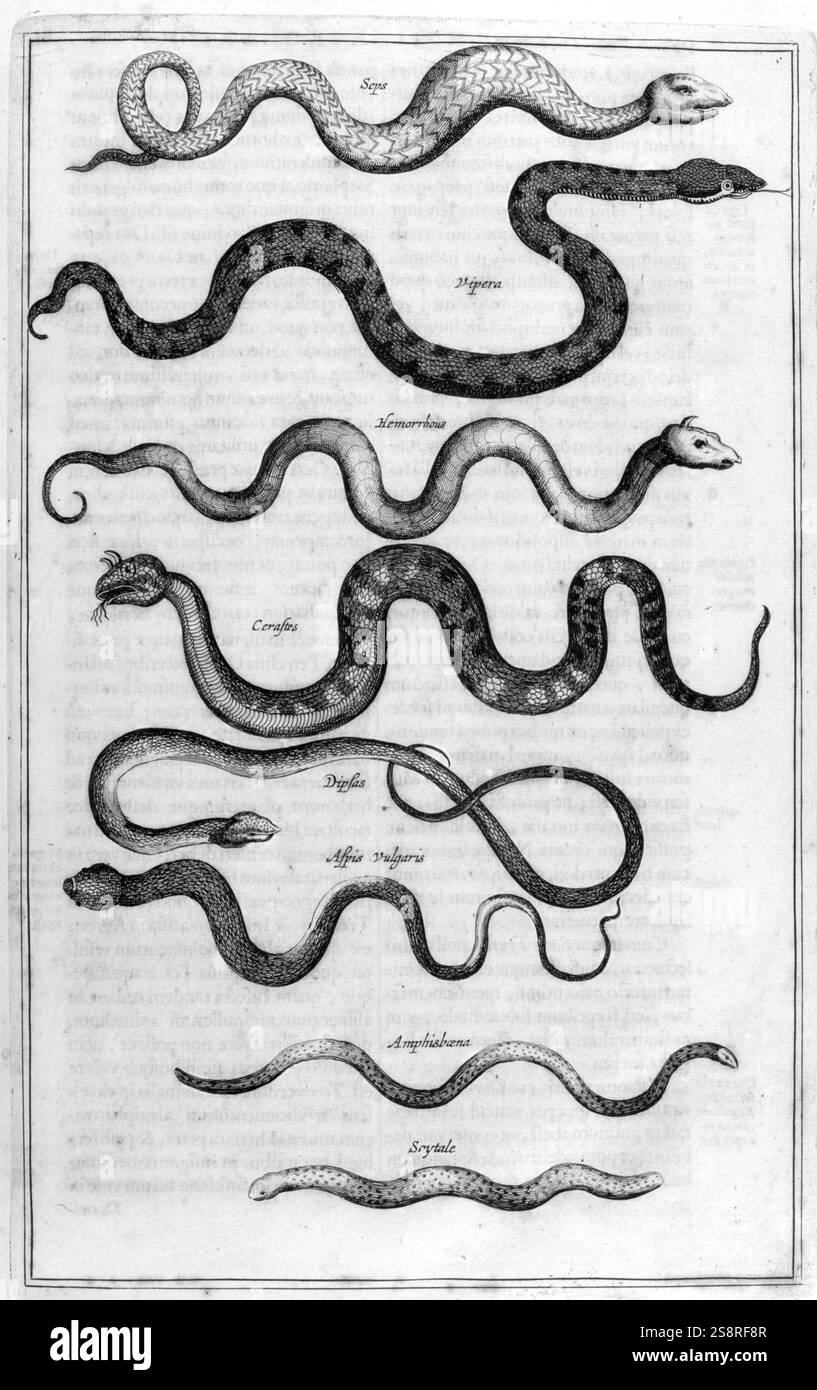 Types of snakes, from Arca Noe, (building the ark), by Athanasius ...