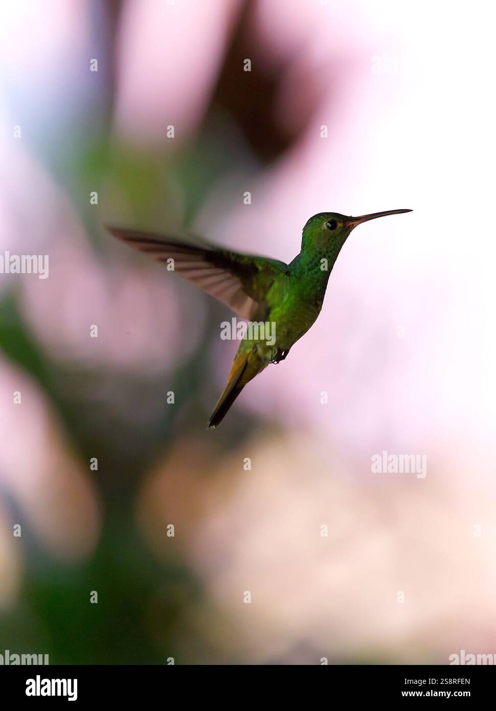 Hummingbird in Mountain Pine Ridge Forest Reserve, Belize Stock Photo ...