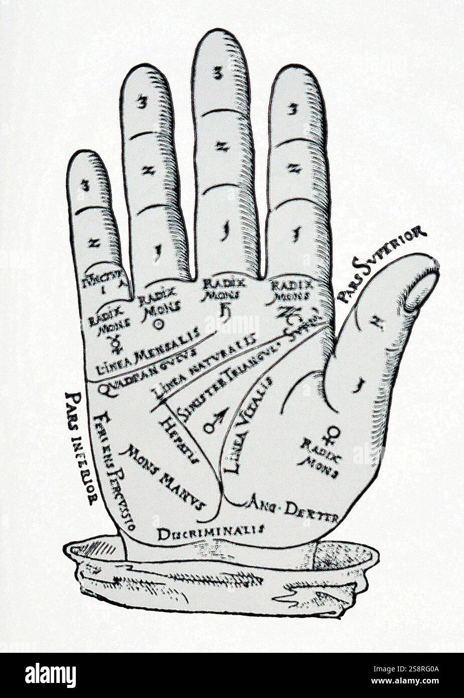 Palm reading palmistry hi-res stock photography and images - Alamy