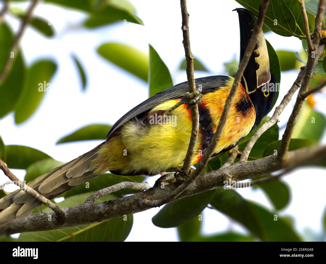 Collared Arcari in the Tikal Forest, Guatemala Stock Photo - Alamy
