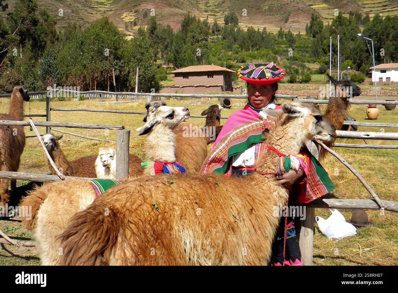 Woman lamas peru hi-res stock photography and images - Alamy