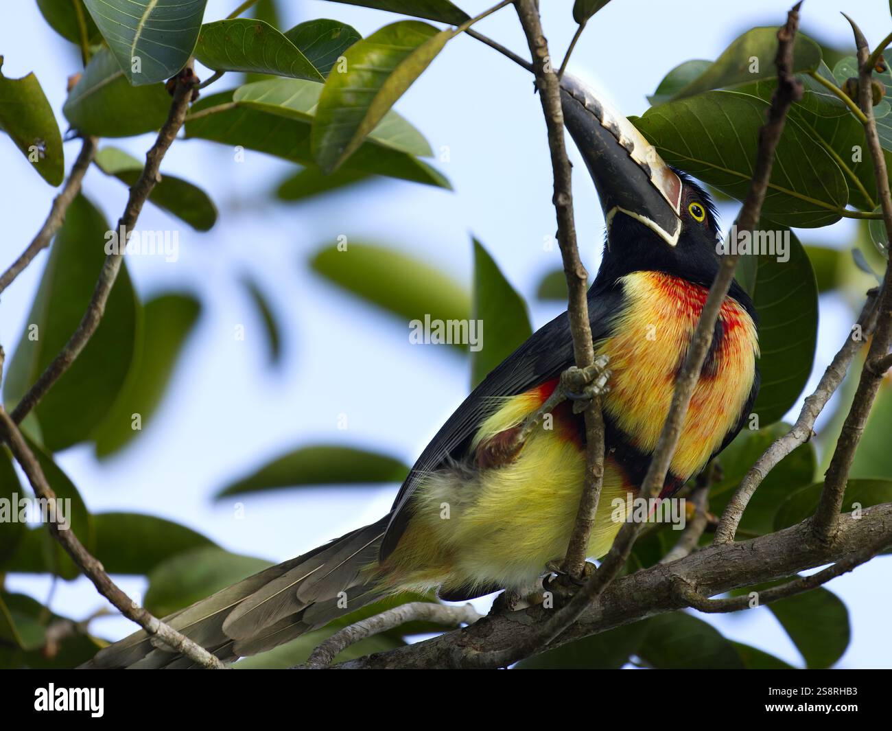 Collared Arcari in the Tikal Forest, Guatemala Stock Photo - Alamy