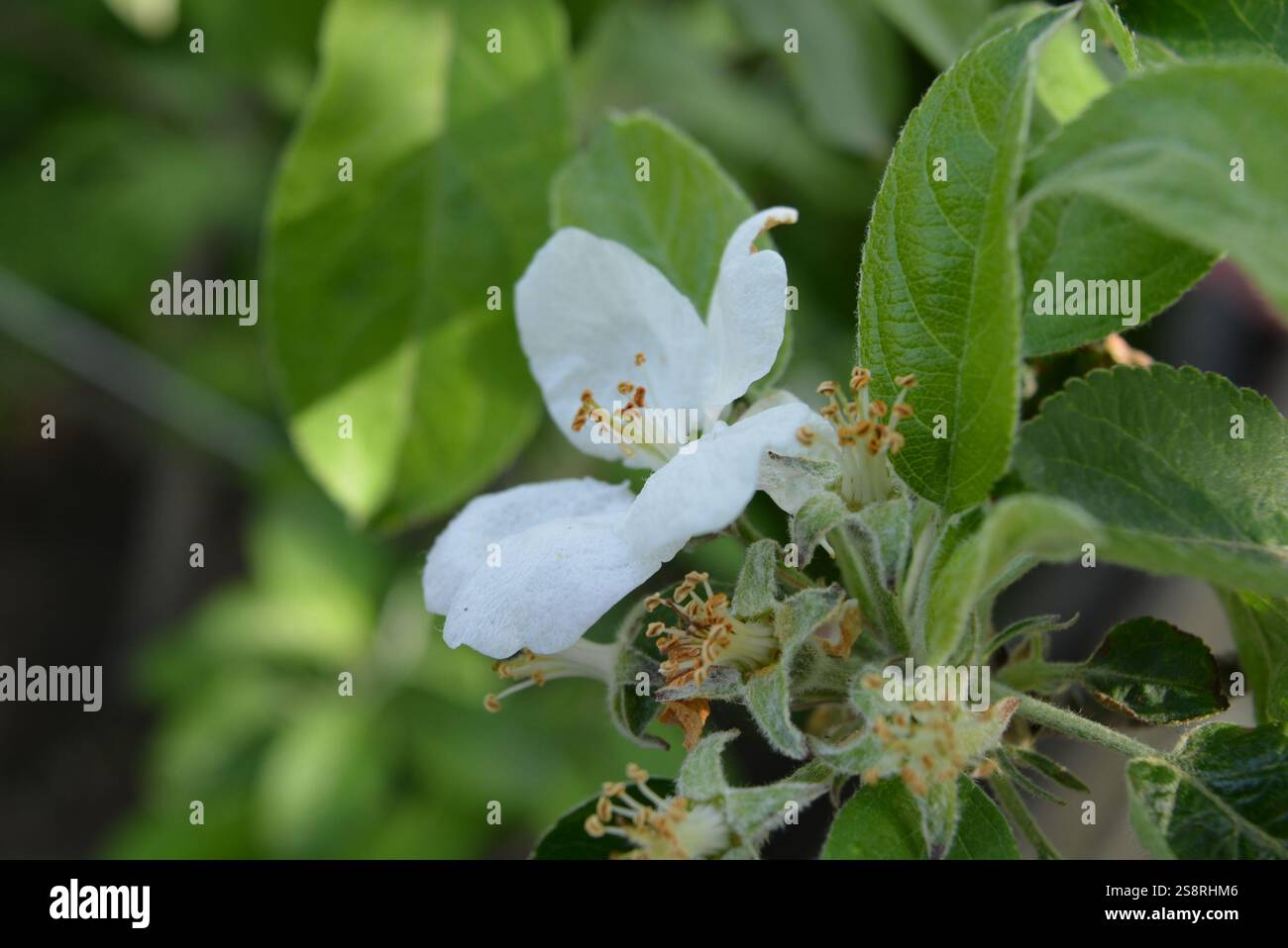 Beautiful bright flowering trees. White flowers of a domestic apple ...