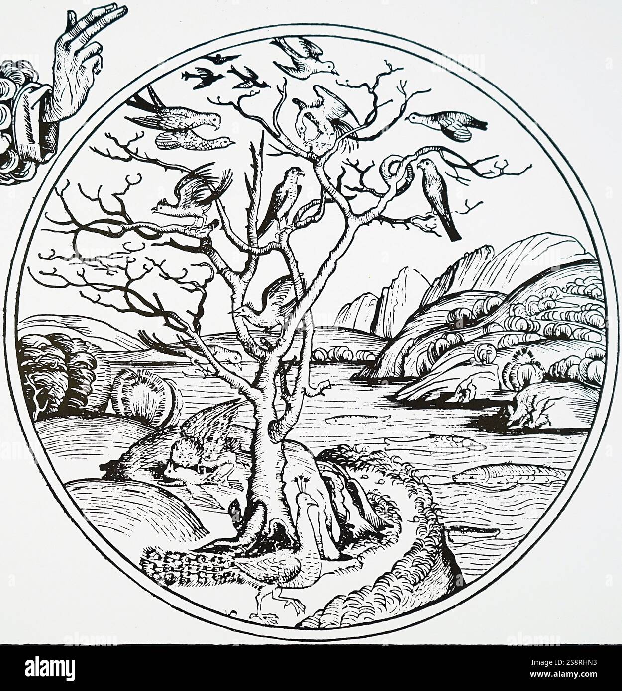 Engraving depicting the fifth day of creation - God creating the birds ...