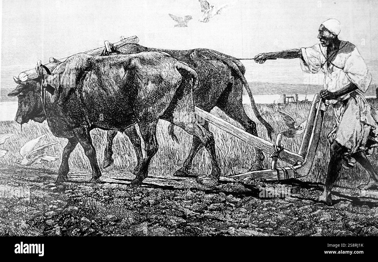 Engraving depicting bullocks being used to pull a wooden plough in ...