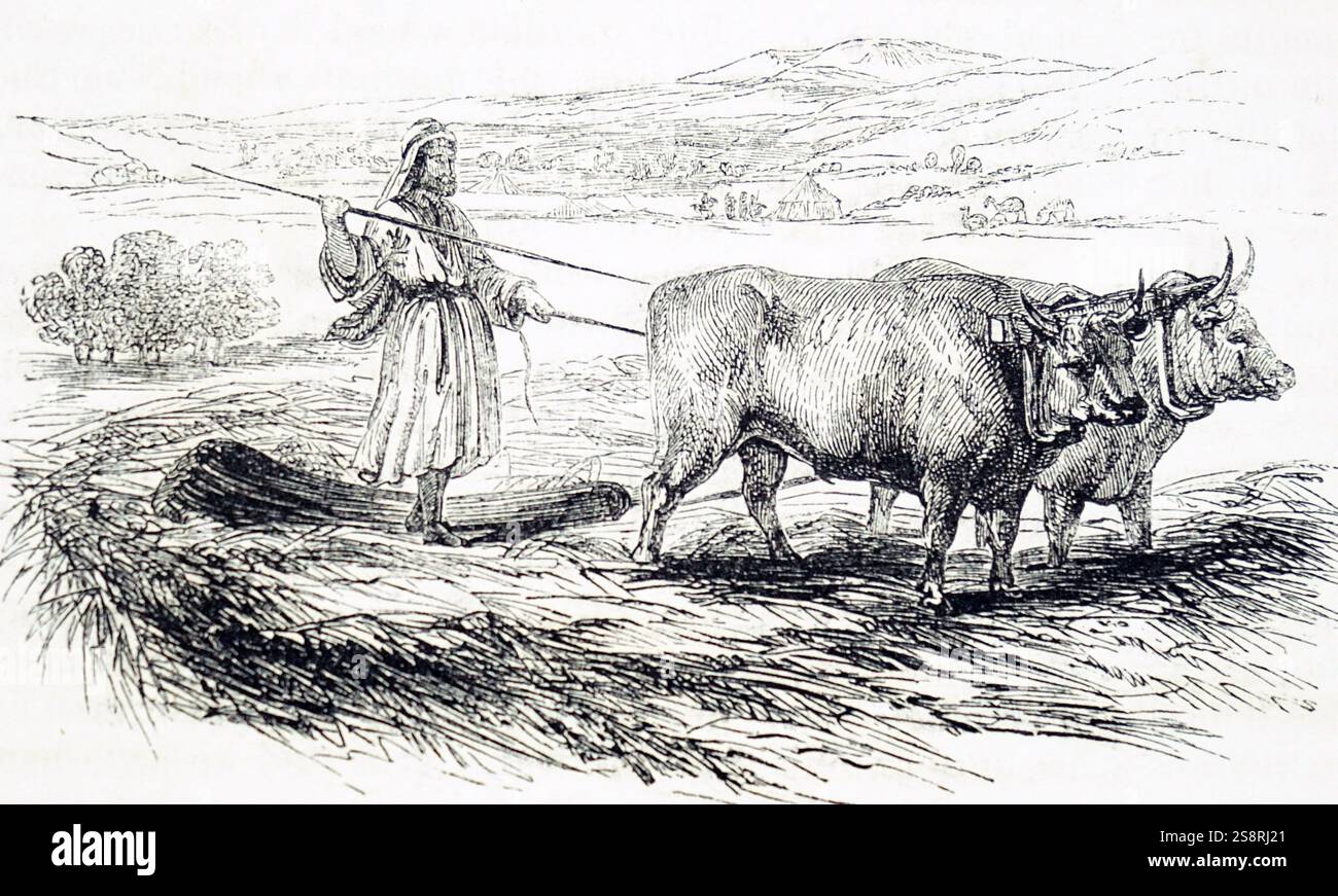 Engraving depicting threshing using a drag pulled by oxen in Syria ...
