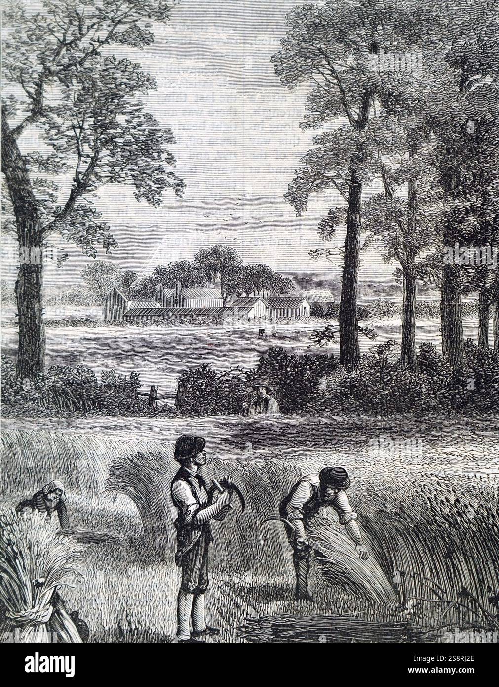 Engraving depicting the reaping of barley by hand. Dated 19th Century ...