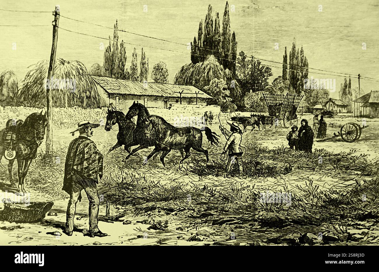 Engraving depicts threshing with horses in Spain. Threshing is a method ...