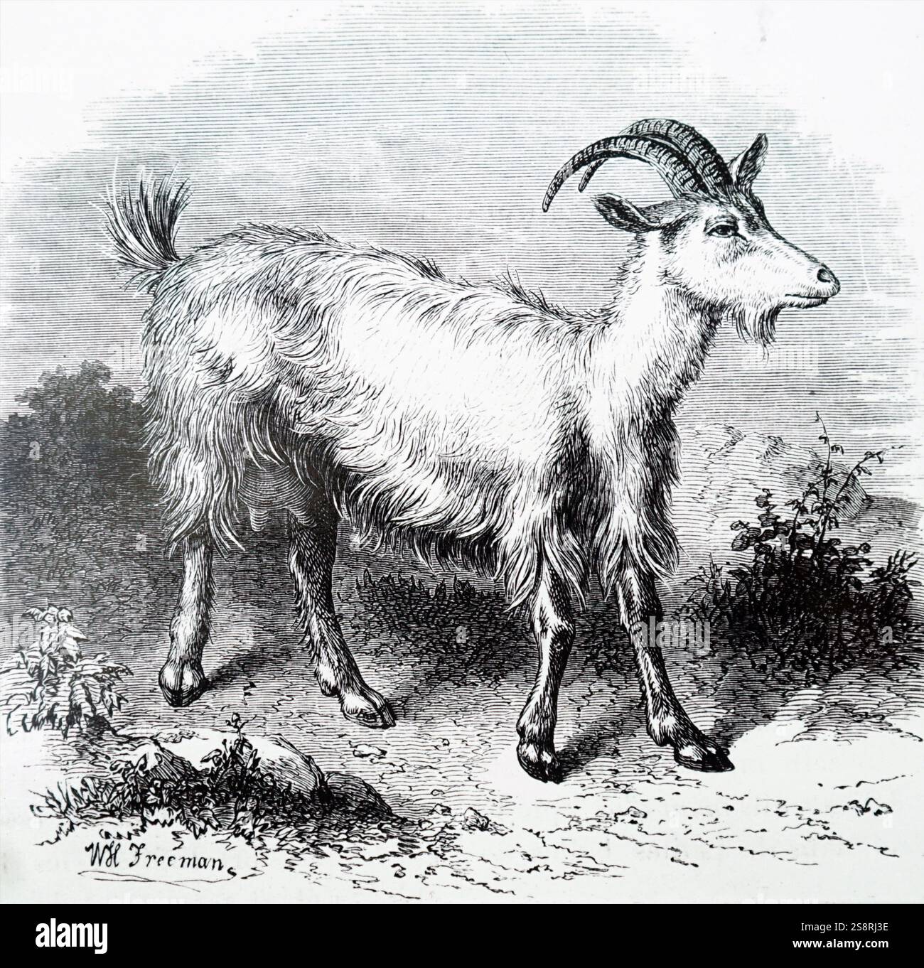 Engraving depicting a goat. Goat's milk was often prescribed for ...