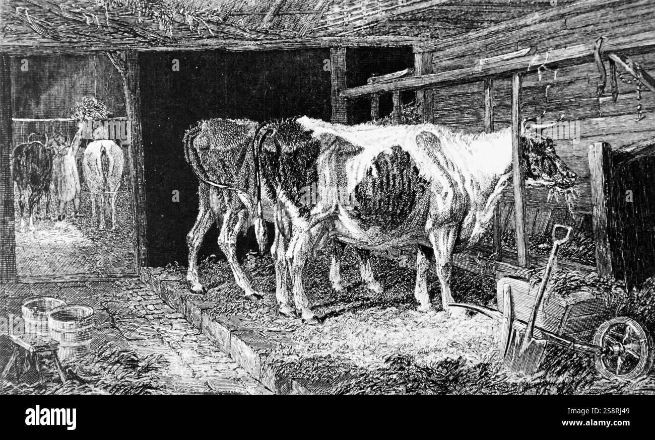 Engraving depicting a cow house in France. A cow house is a shed or ...