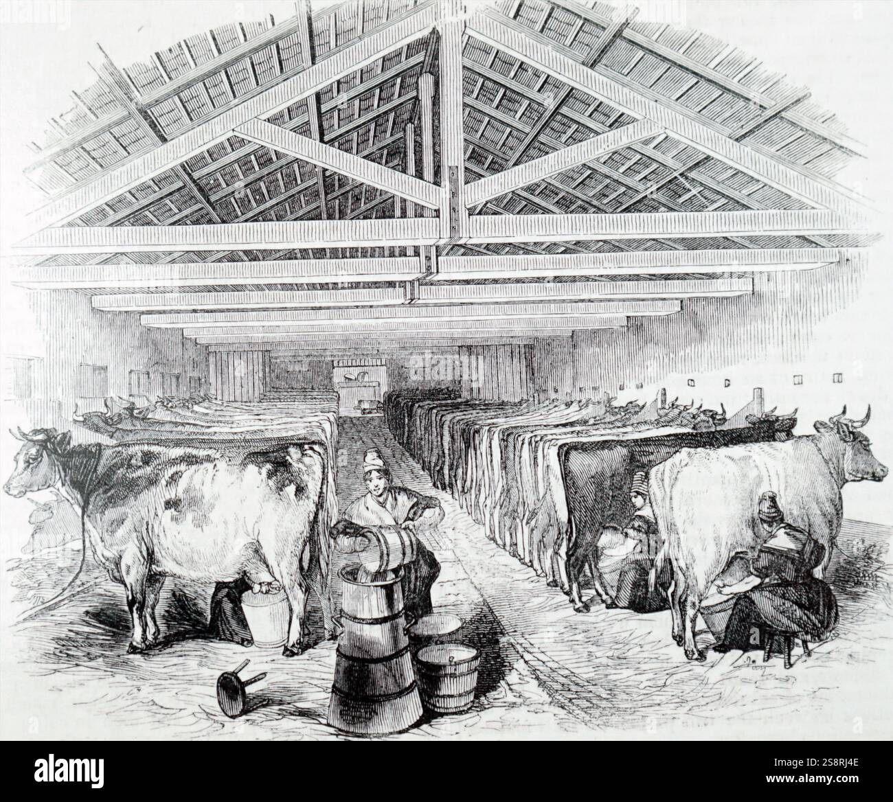 Engraving depicting the milking shed of Laycock's Dairy Farm in ...
