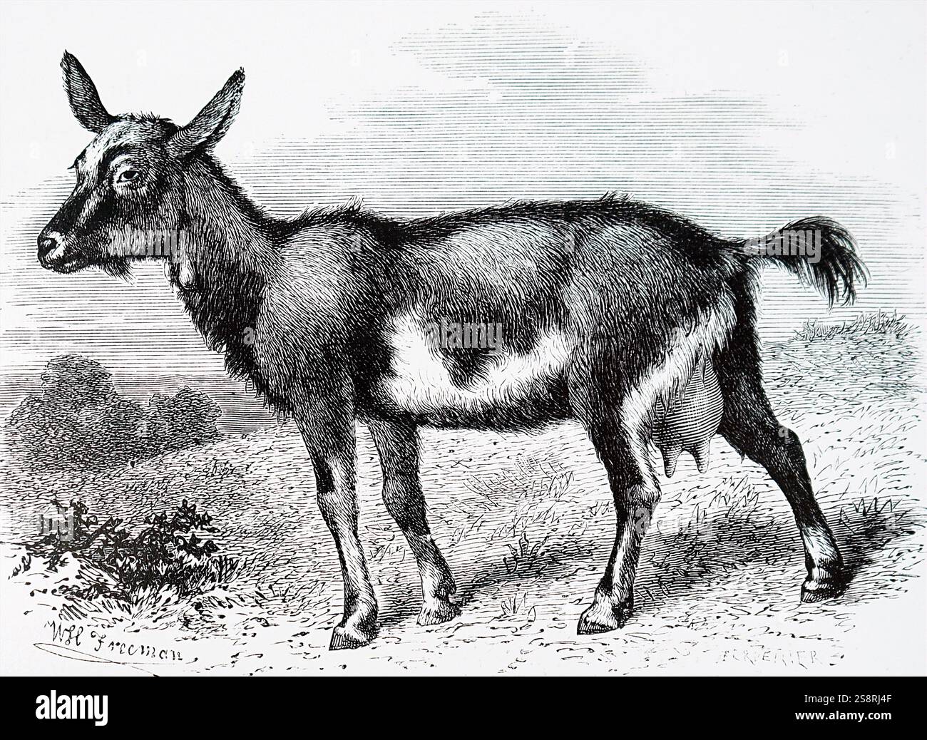 Engraving depicting a goat. Goat's milk was often prescribed for ...