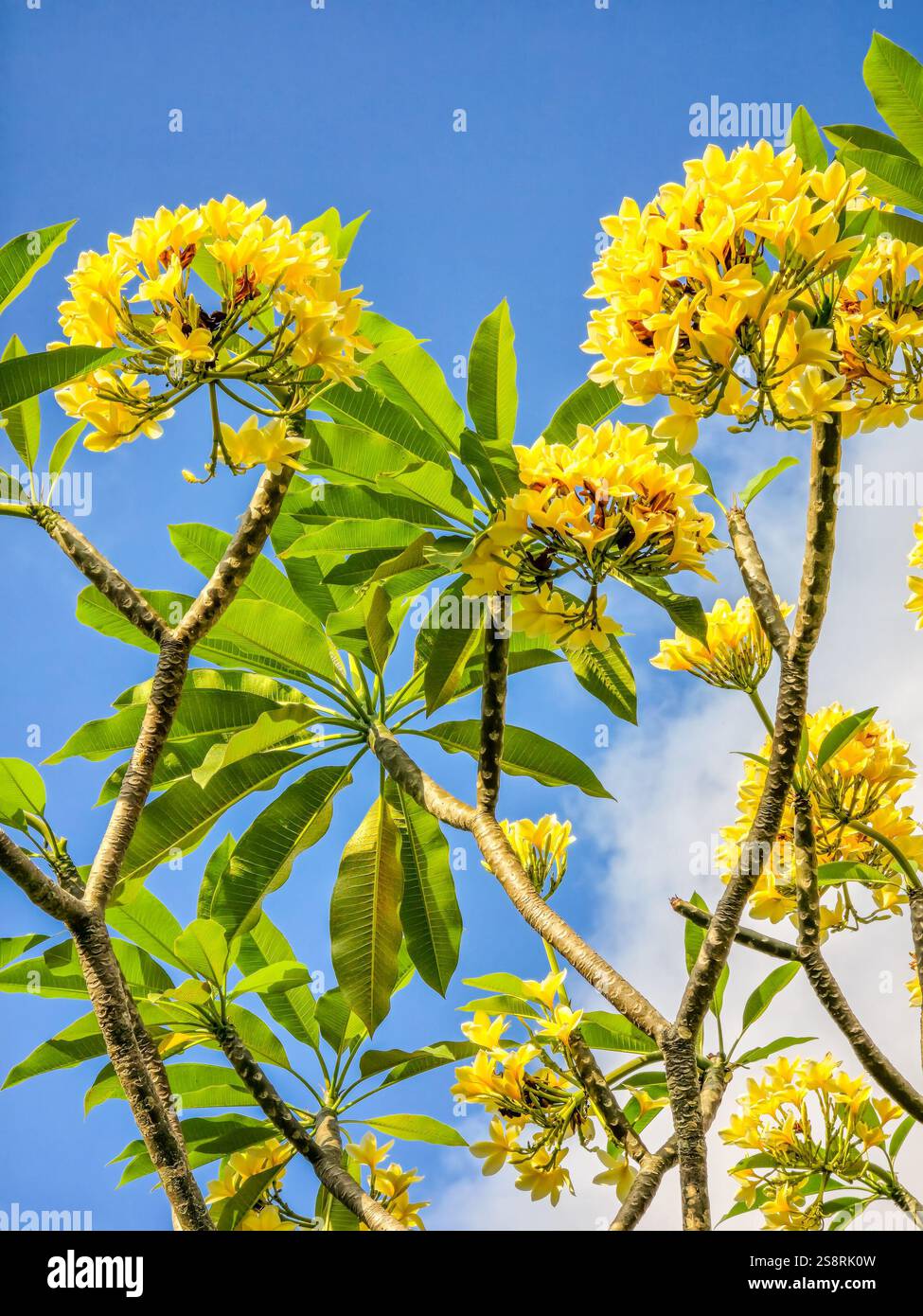 Frangipani blossom bali indonesia hi-res stock photography and images ...
