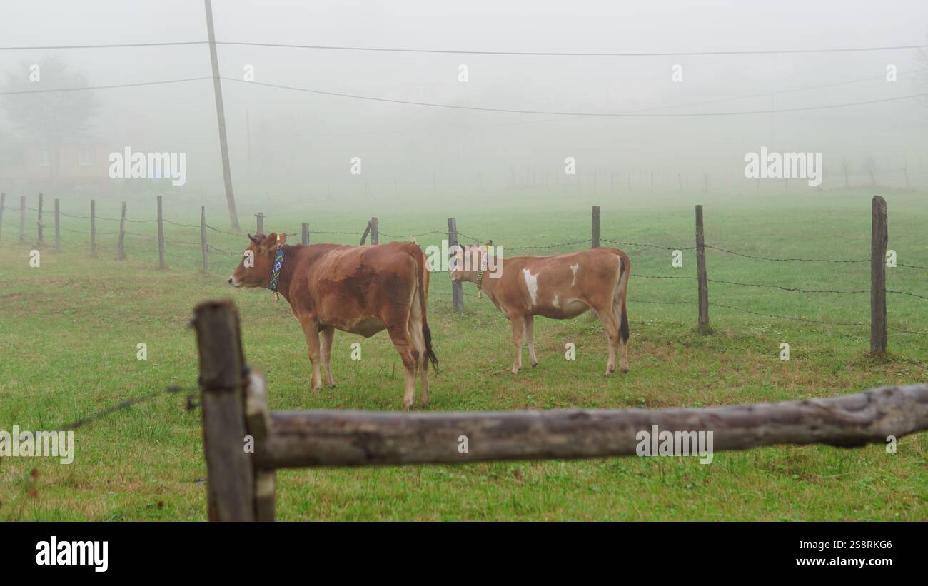 Cows eat grass among the greenery, cows walk among the greenery in ...