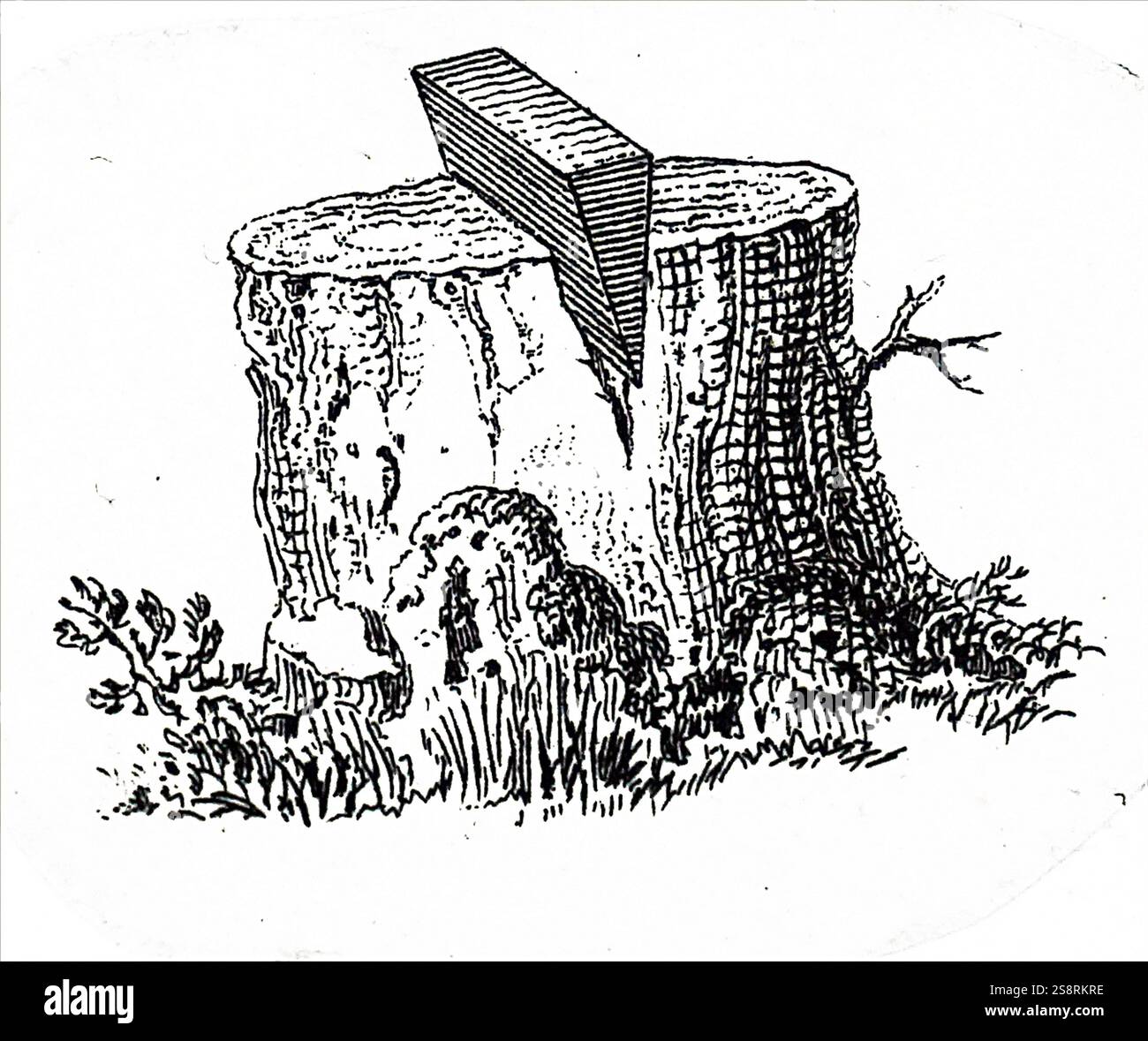 Engraving depicting a wedge which, when hammered into a tree stump ...