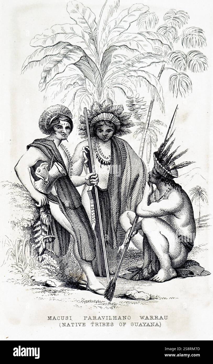 Engraving depicting an Island Carib, also known as a Kalinago or a Carib, is an indigenous ...