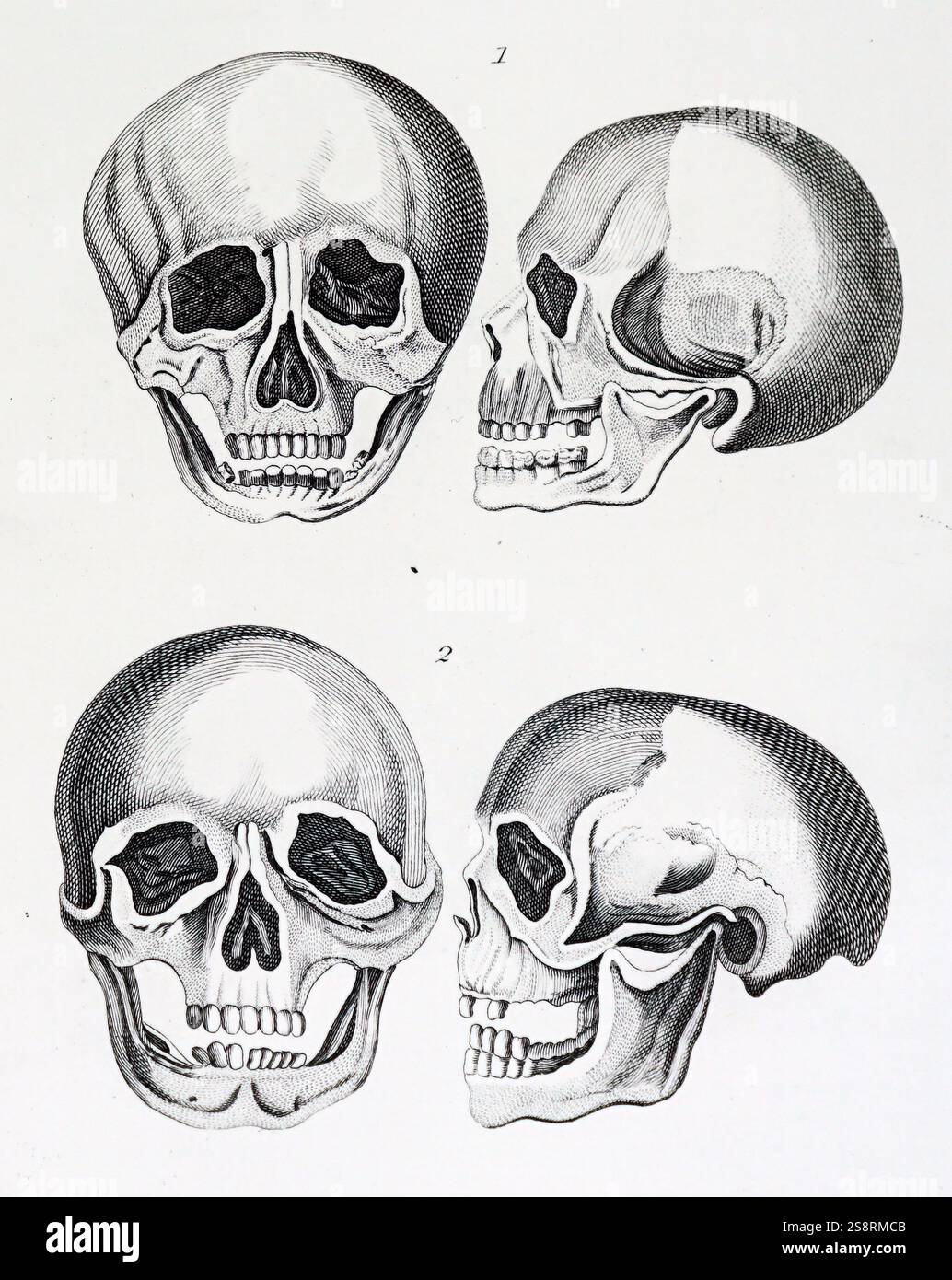 Illustration depicting the comparison of human skulls. Const. is a ...