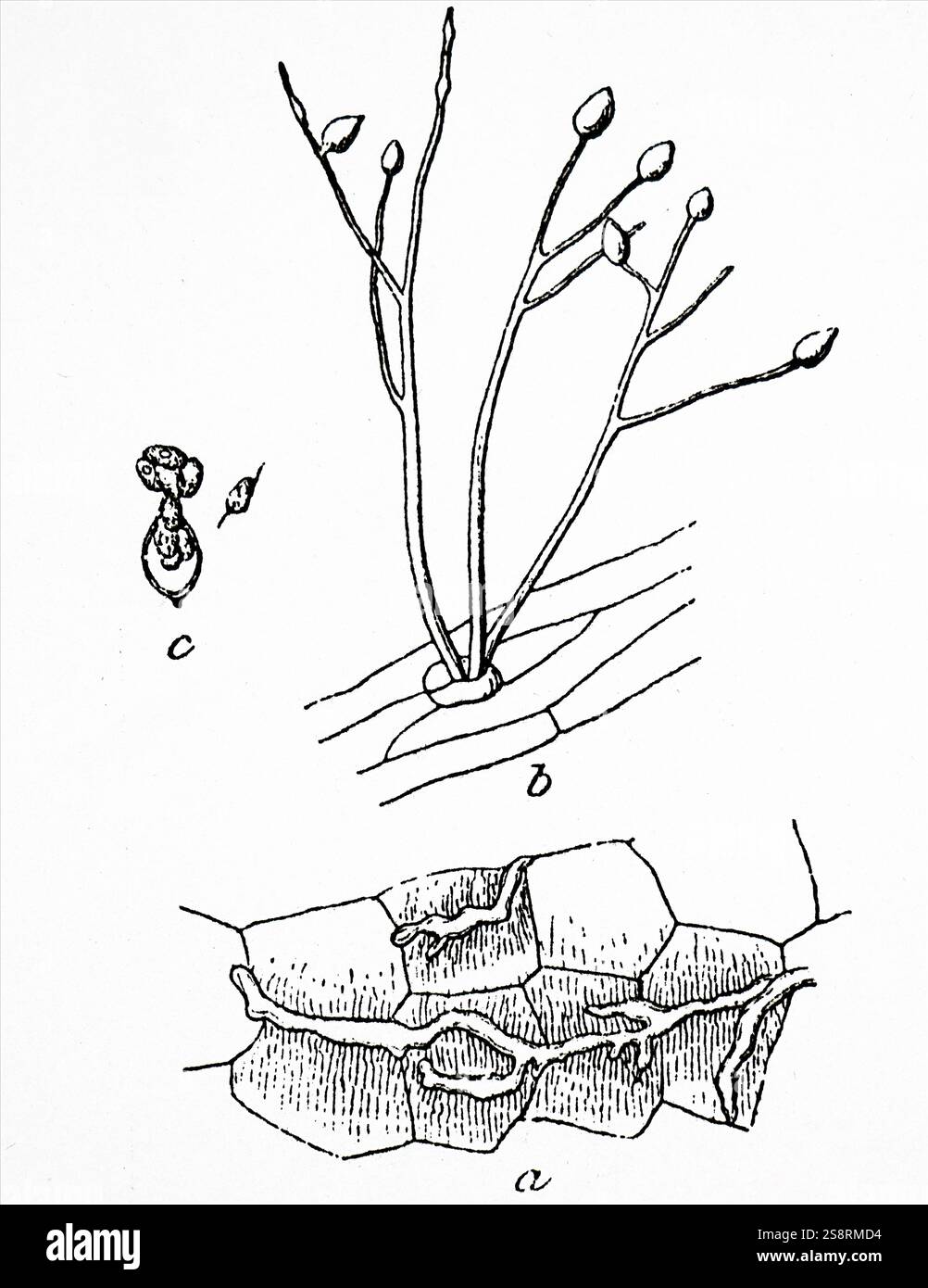 Engraving depicting the rotting leaves of a potato plant due to a ...