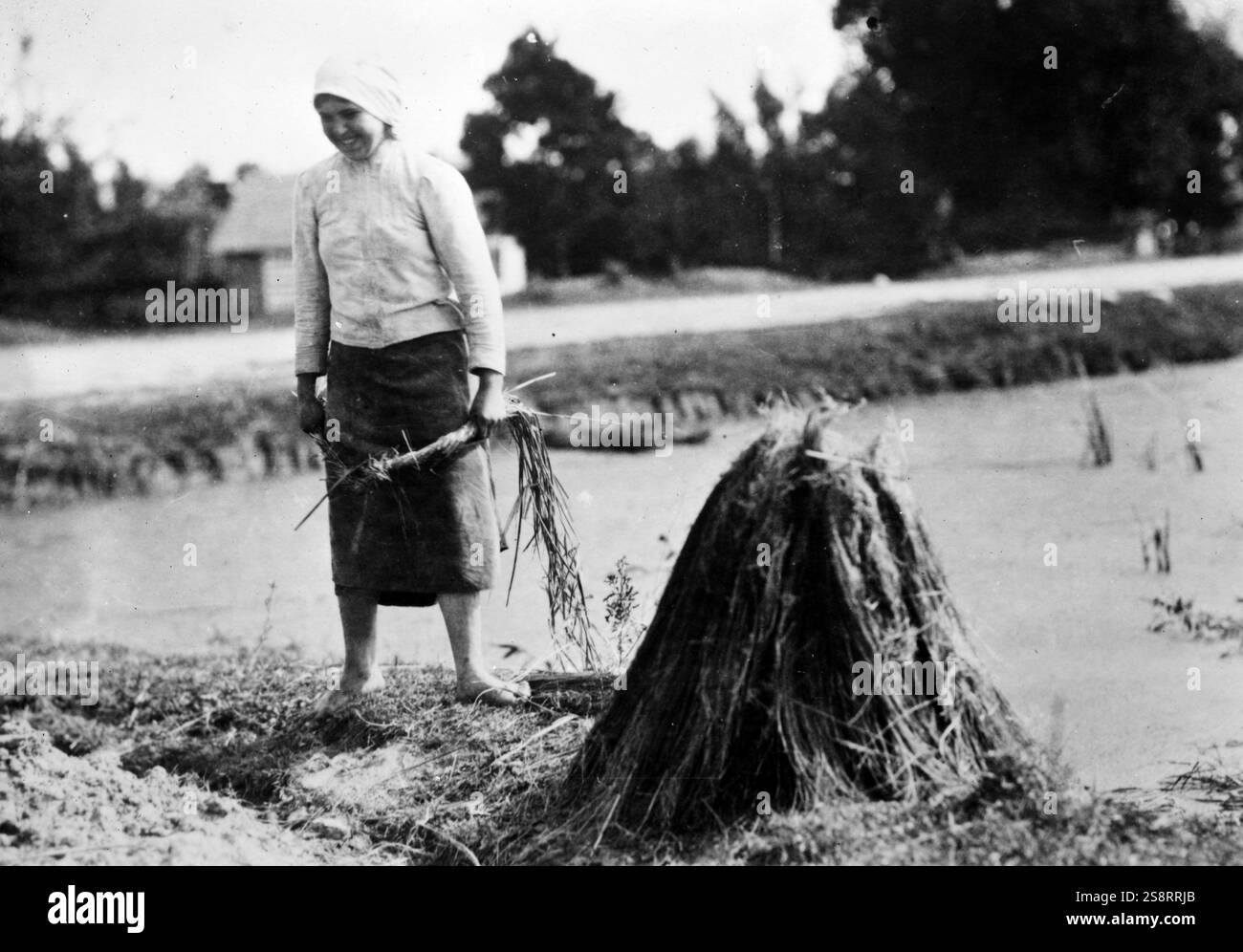 Polish peasant girl at work harvesting the flax crop in 1919 Stock ...