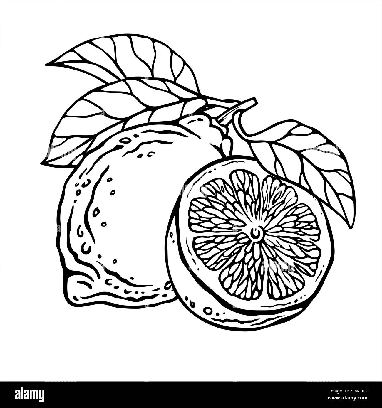 Lemon. Vector hand drawn composition of whole fruit and half isolated on white background ...