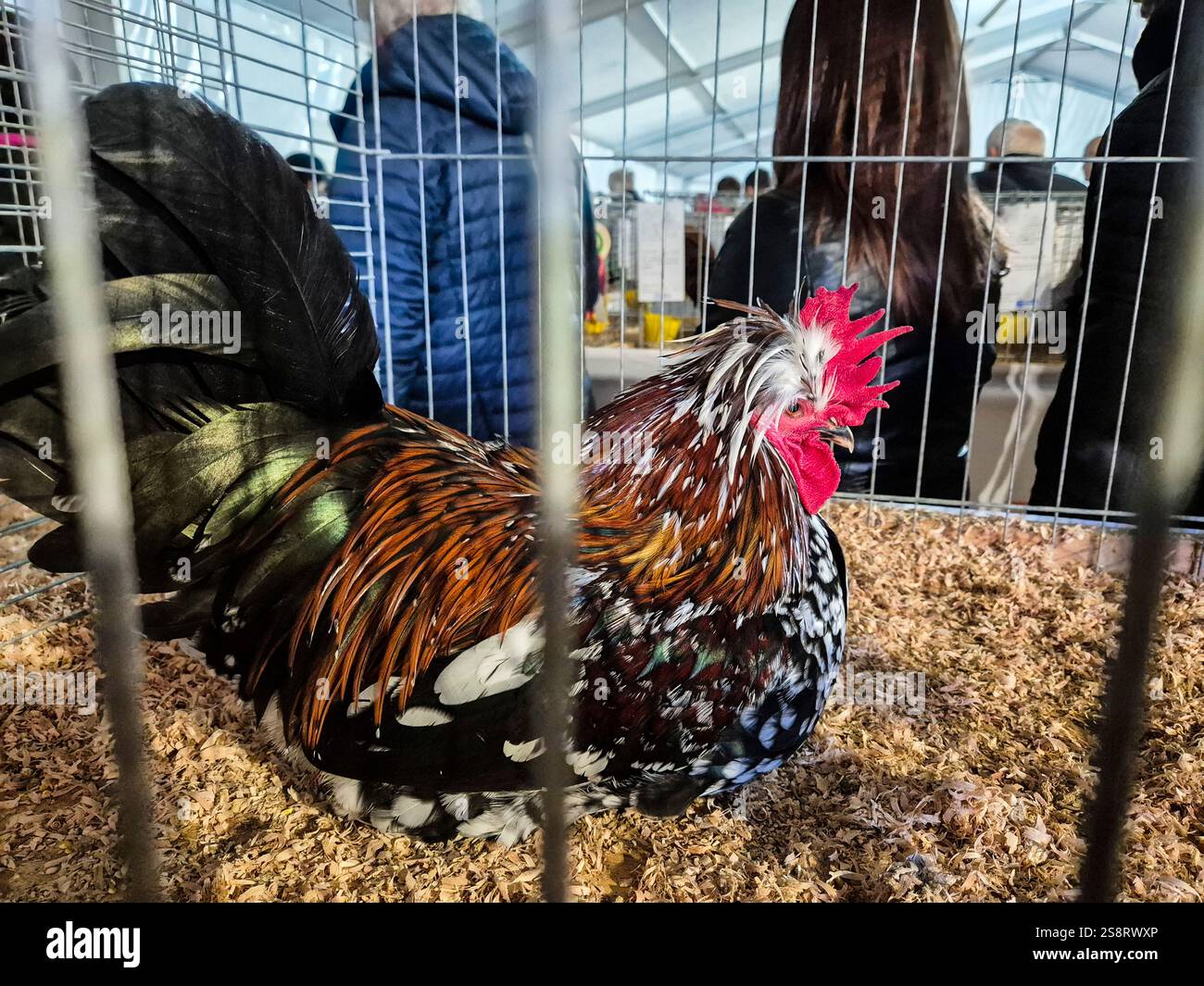Italy, Inveruno, Antica Fiera di San Martino, Ancient Fair of San ...