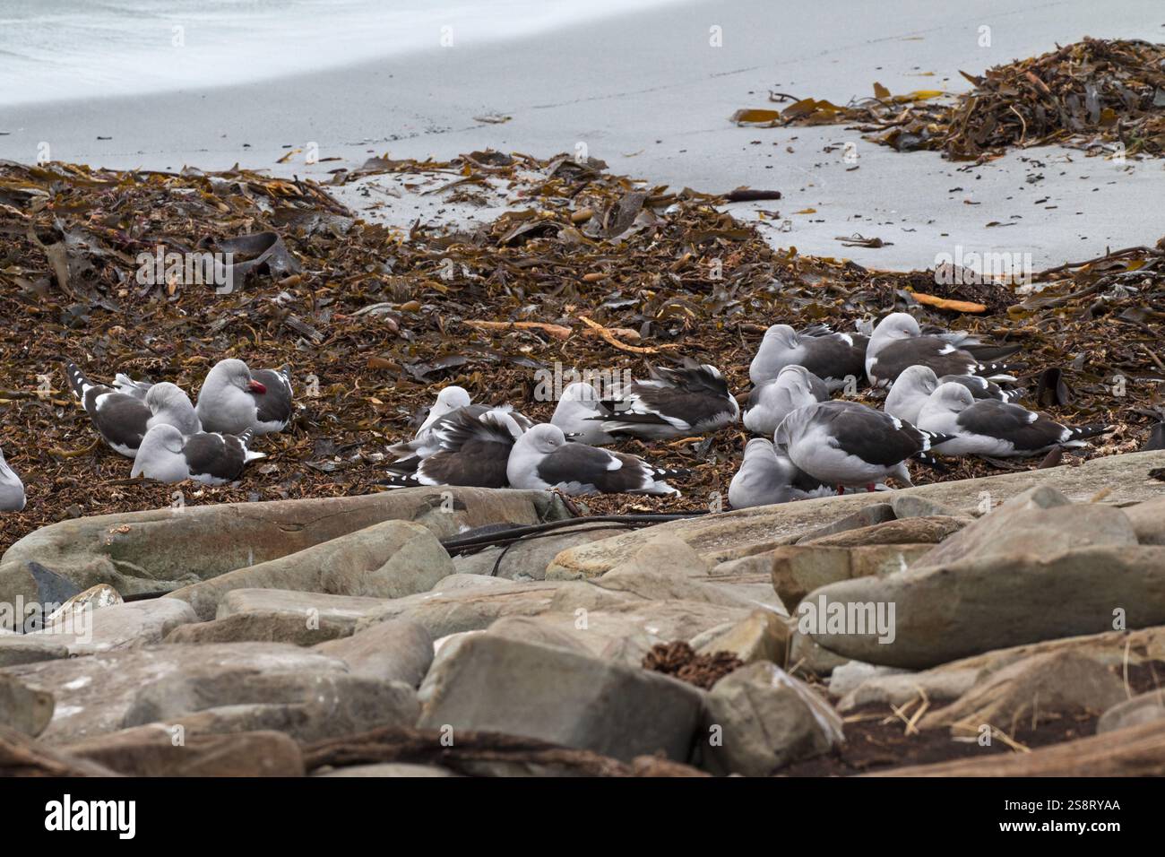 Dolphin gull Leucophaeus scoresbii flock resting amongst seaweed ...