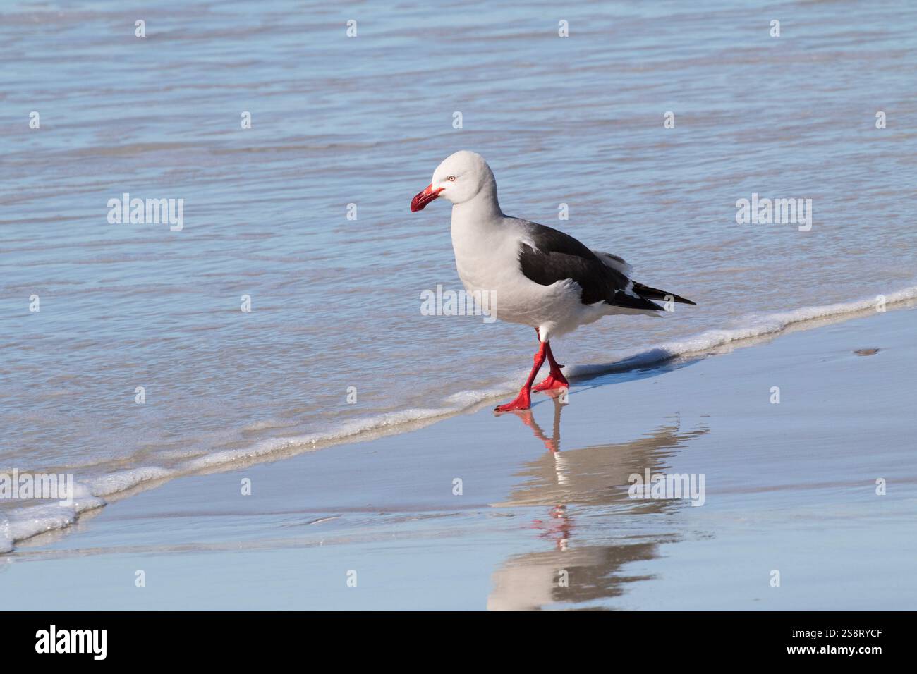 Dolphin gull Leucophaeus scoresbii in shallow water at edge of sea ...