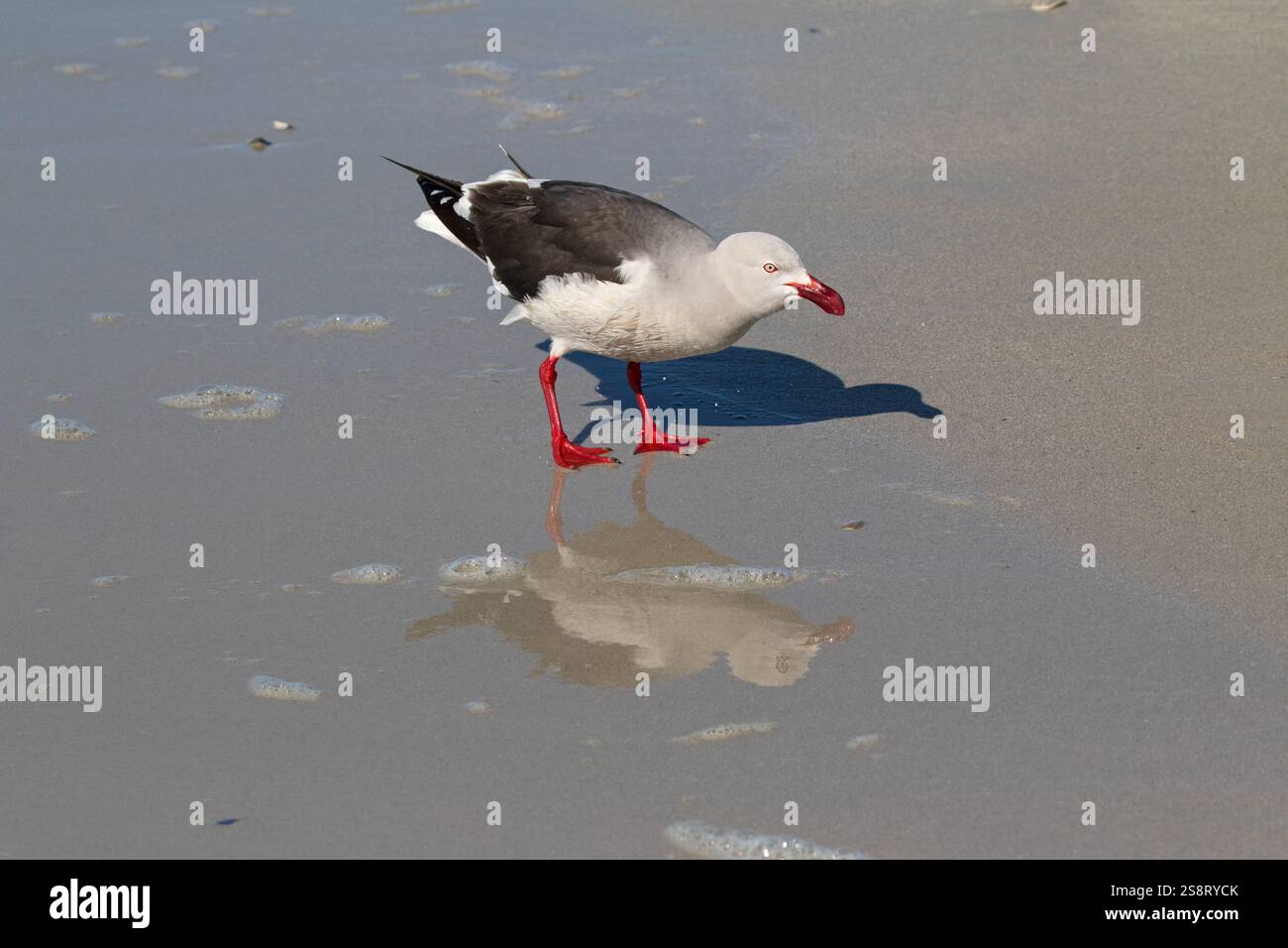 Dolphin gull Leucophaeus scoresbii in shallow water at edge of sea ...