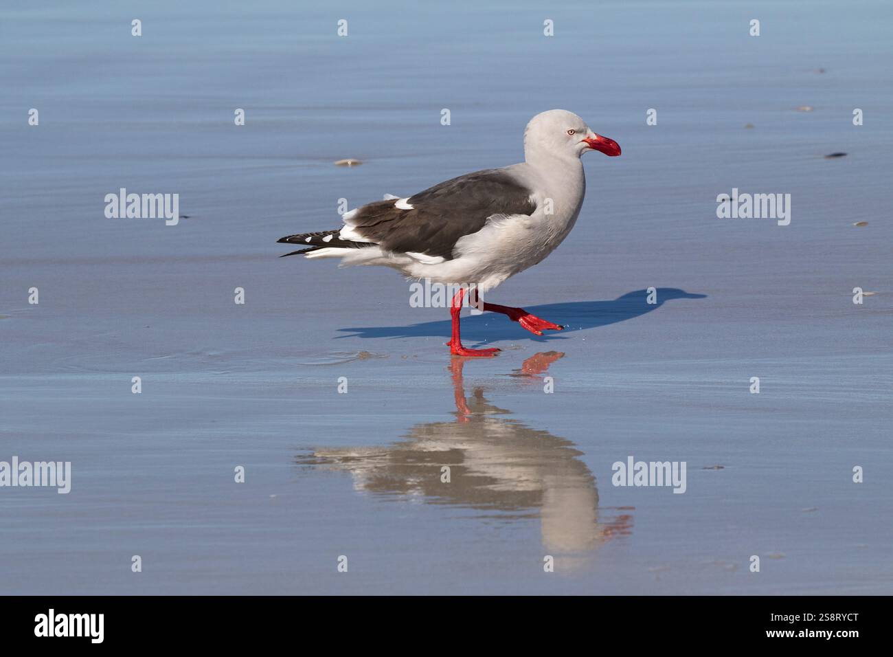 Dolphin gull Leucophaeus scoresbii in shallow water at edge of sea ...