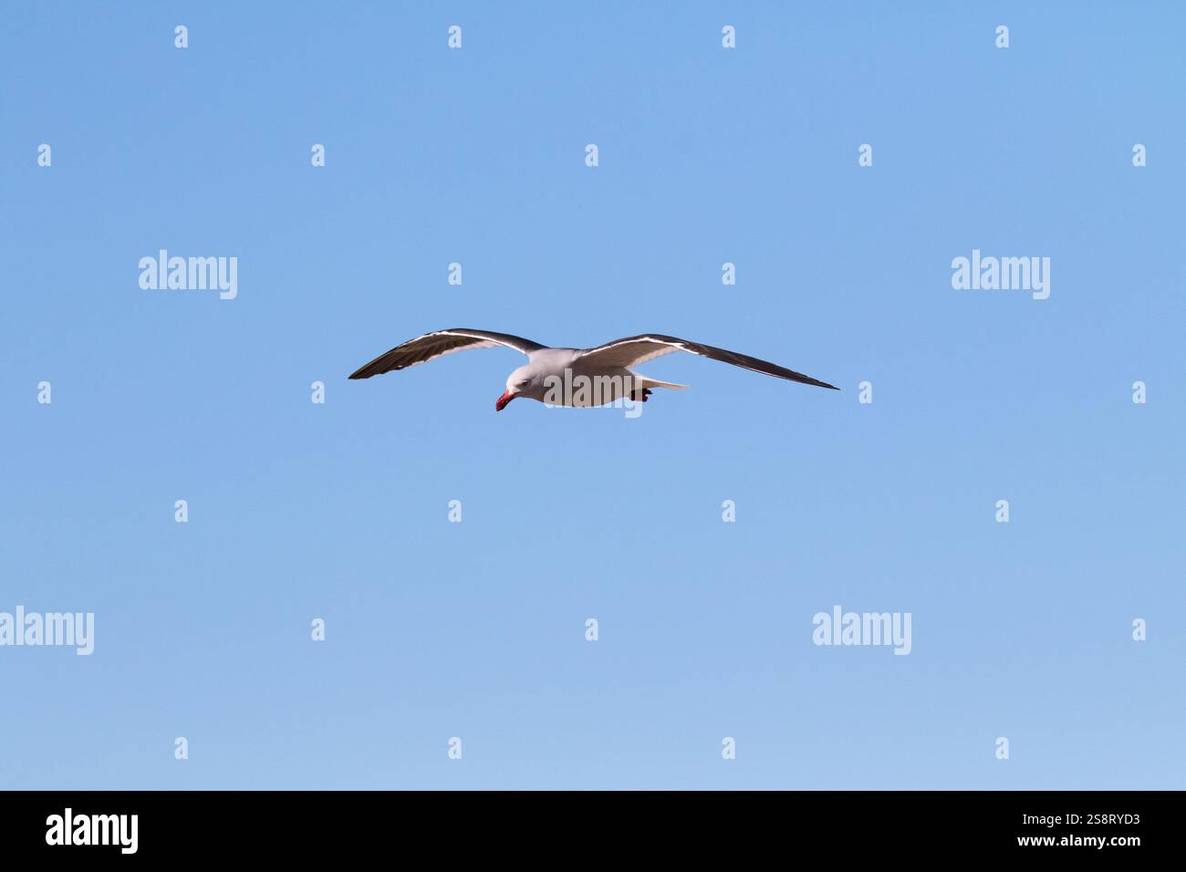 Dolphin gull Leucophaeus scoresbii in flight off Pebble Island Falkland ...