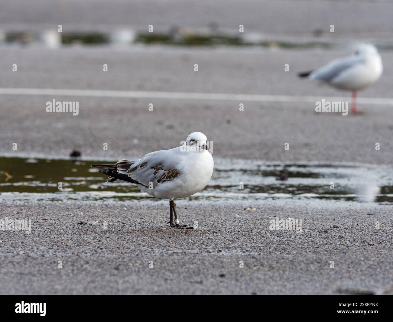 Mediterranean gull Larus melanocephalus in a car park, near Radipole ...