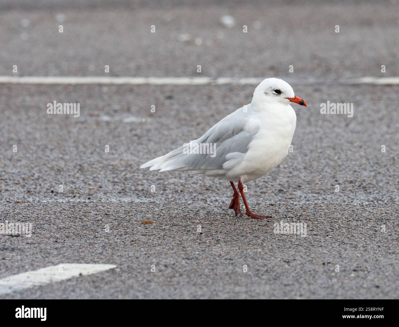 Mediterranean gull Larus melanocephalus in a car park, near Radipole ...