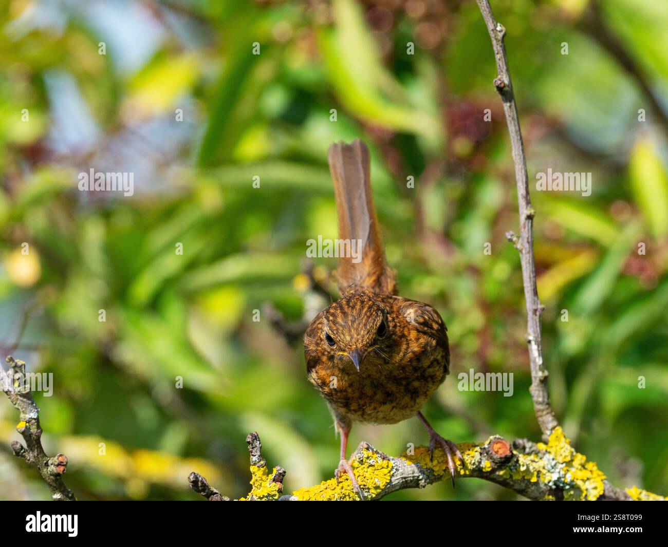 European robin Erithacus rubecula juvenile perched in Elder Sambucus ...