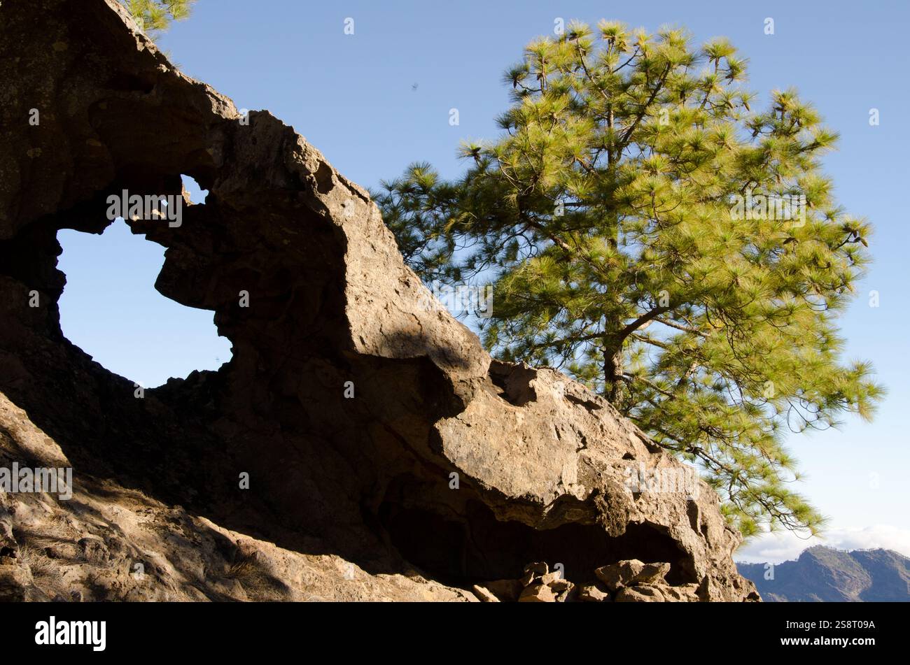 Hole in a rock and Canary Island pine Pinus canariensis. Integral ...