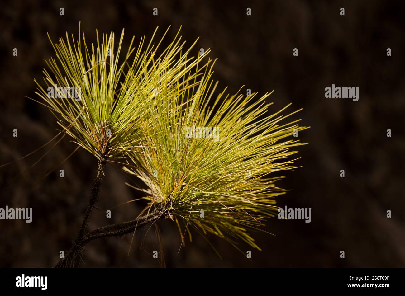 Branches of Canary Island pine Pinus canariensis illuminated by the sun ...