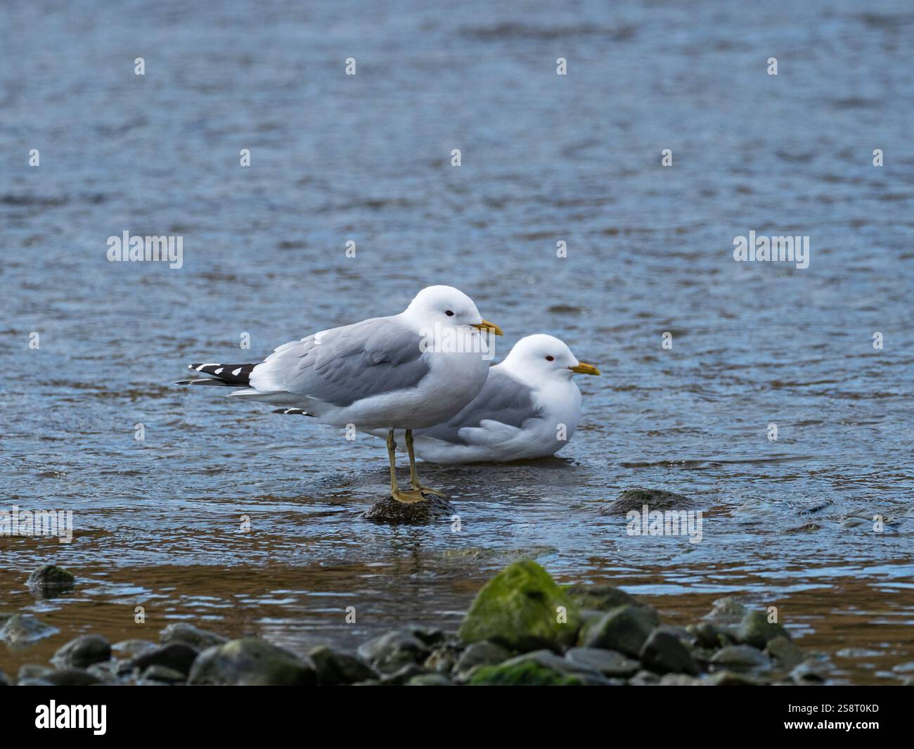 Common gull Larus canus two resting beside Loch Brittle, Glen Brittle ...