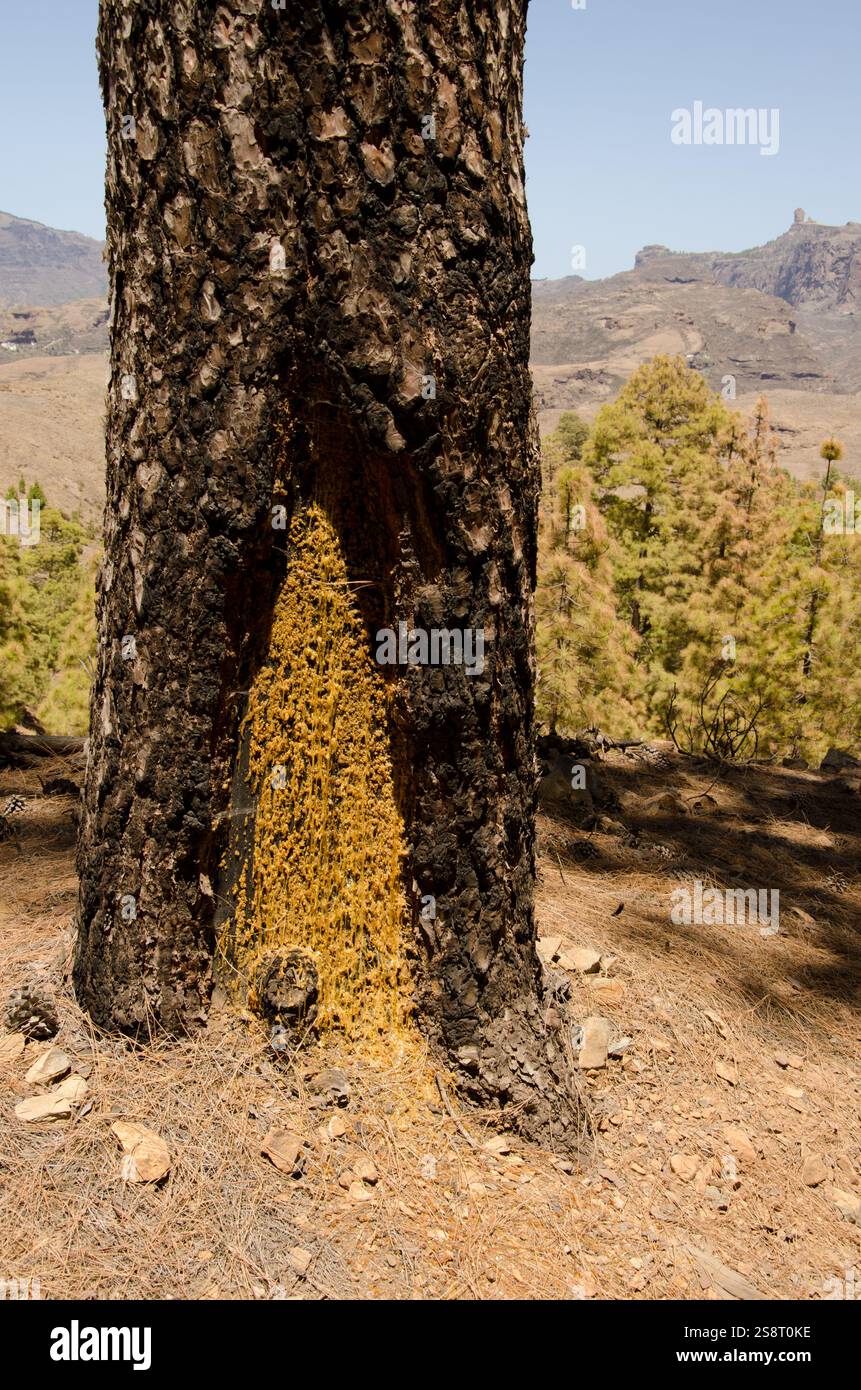 Resin in the cut of a trunk of Canary Island pine Pinus canariensis ...
