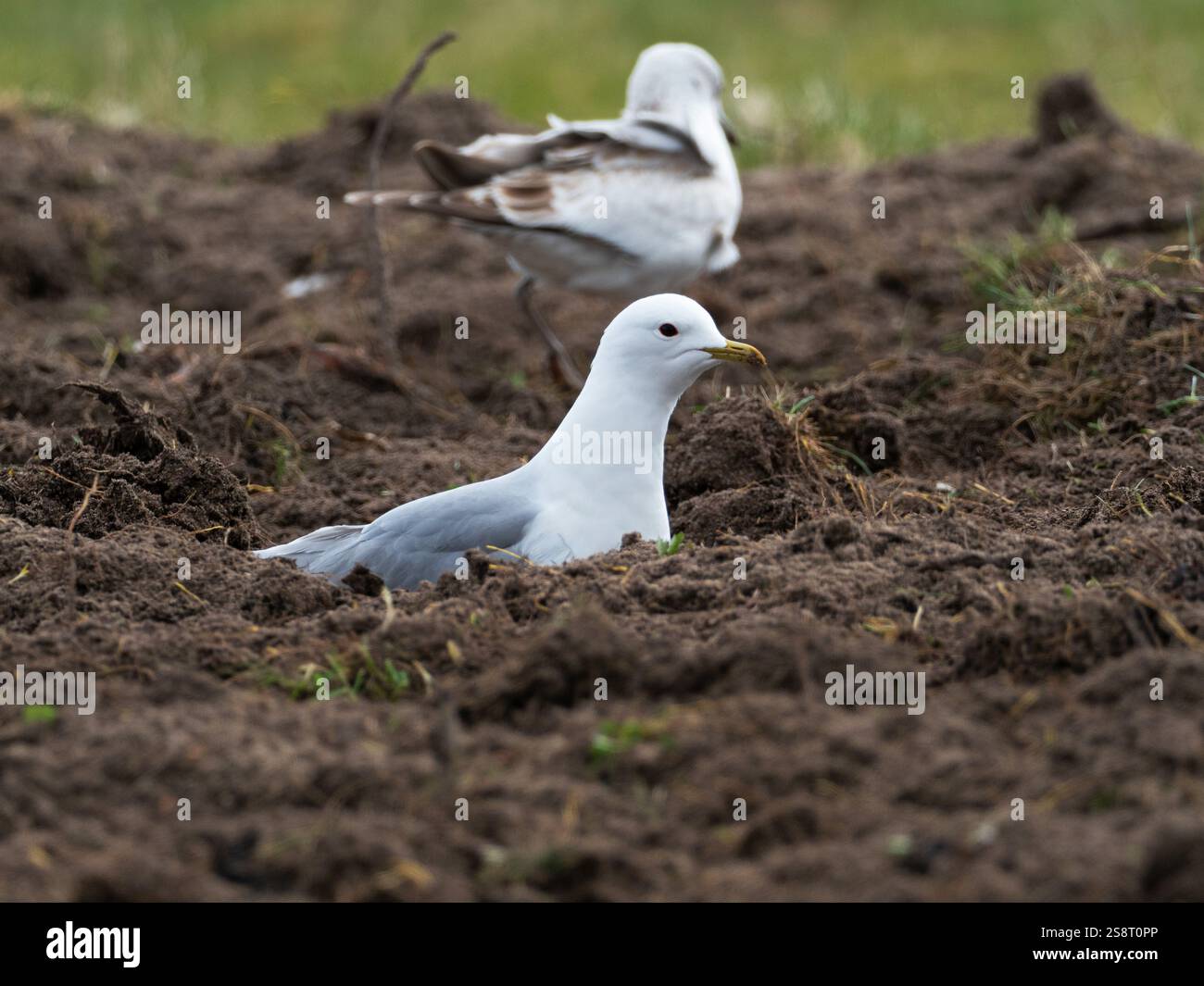 Common gull Larus canus on a ploughed strip of land near Tobh Beag ...